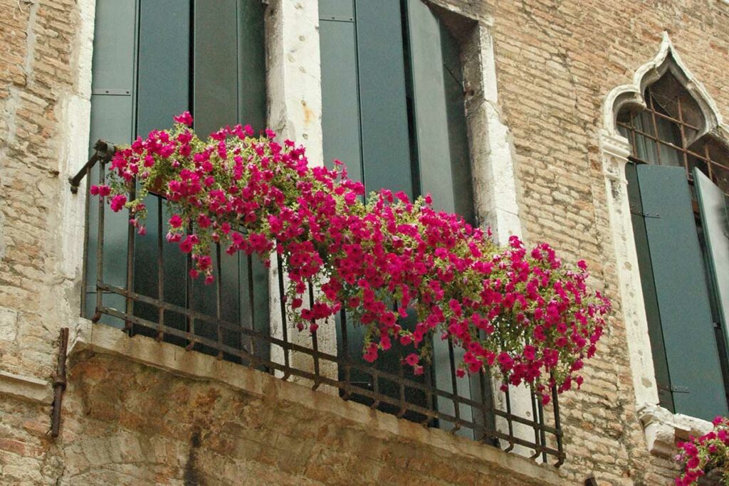 Fiori per balcone all’ombra: 10 piante ideali per l'outdoor
