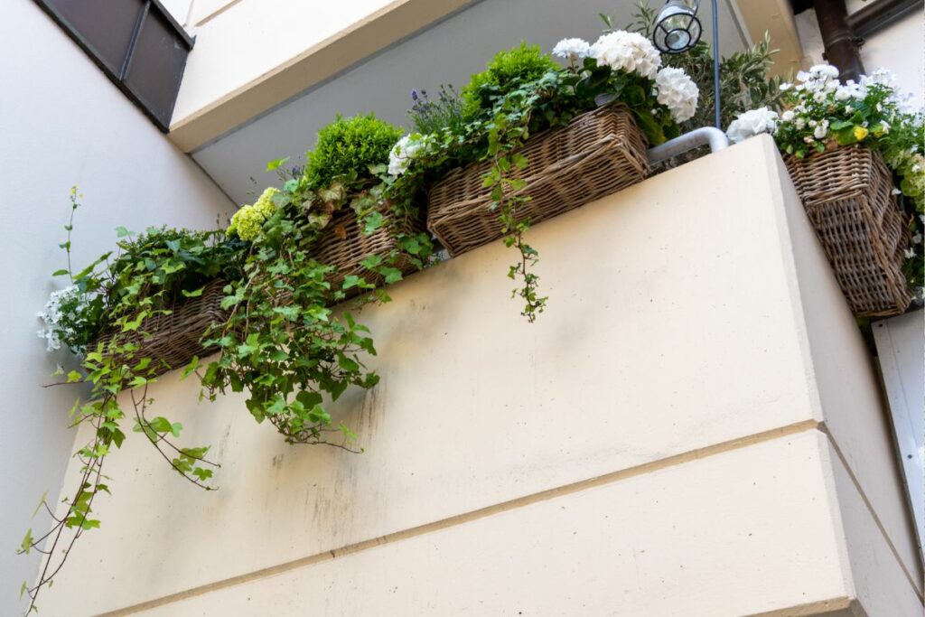 Piante da balcone resistenti: ecco una mini lista