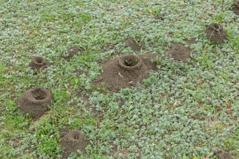 Come eliminare le talpe dal giardino